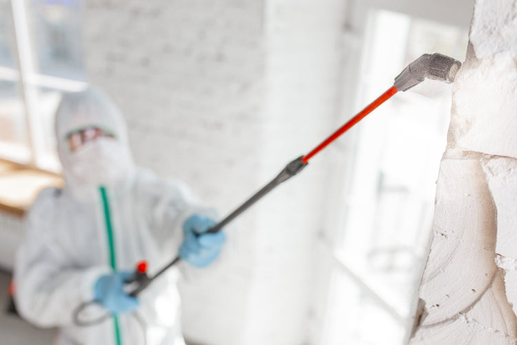 Does Heat Kill Mold