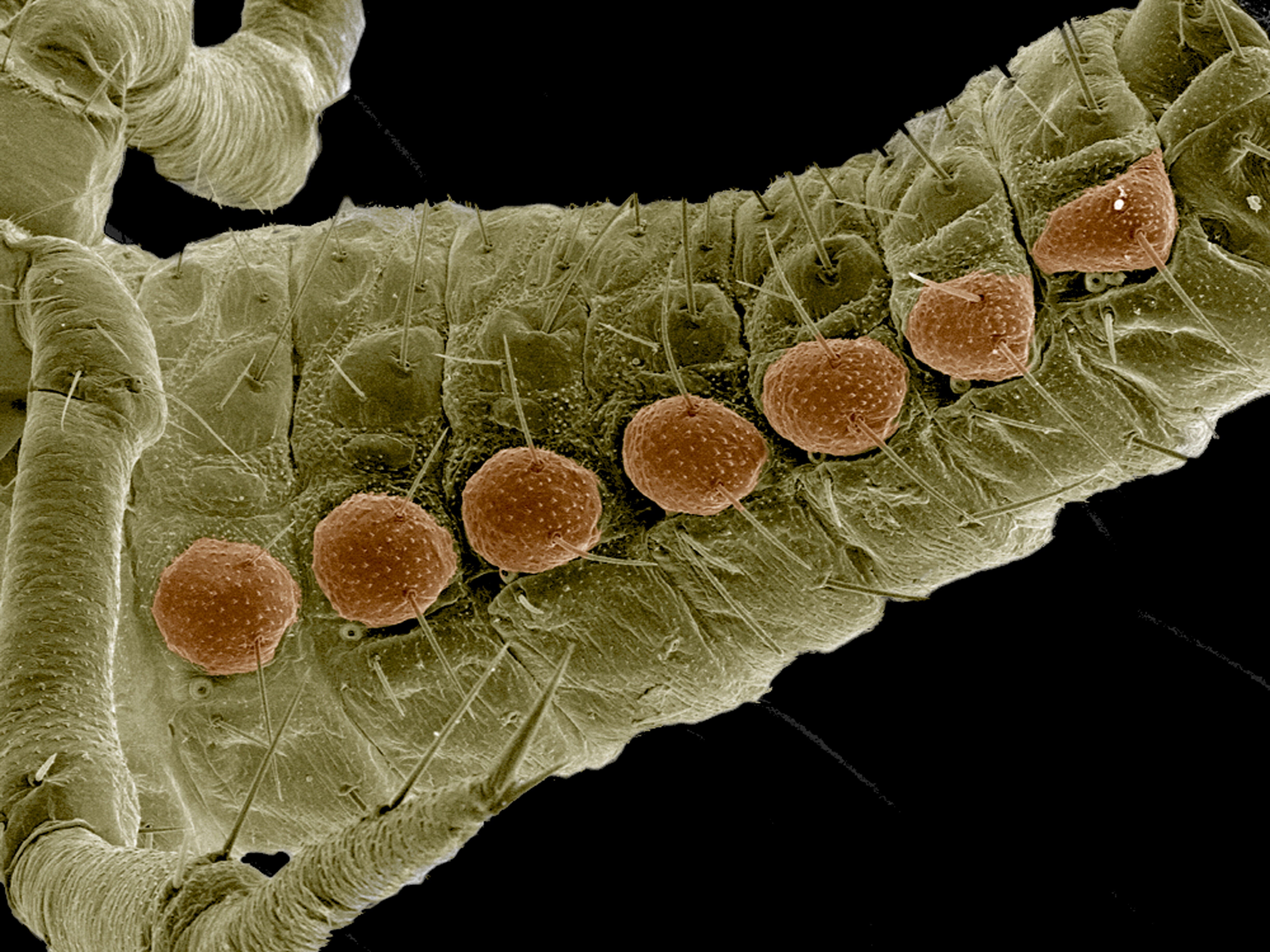 Mold Mites: How to Get Rid of These Mold Insects | Airdog – Airdog USA