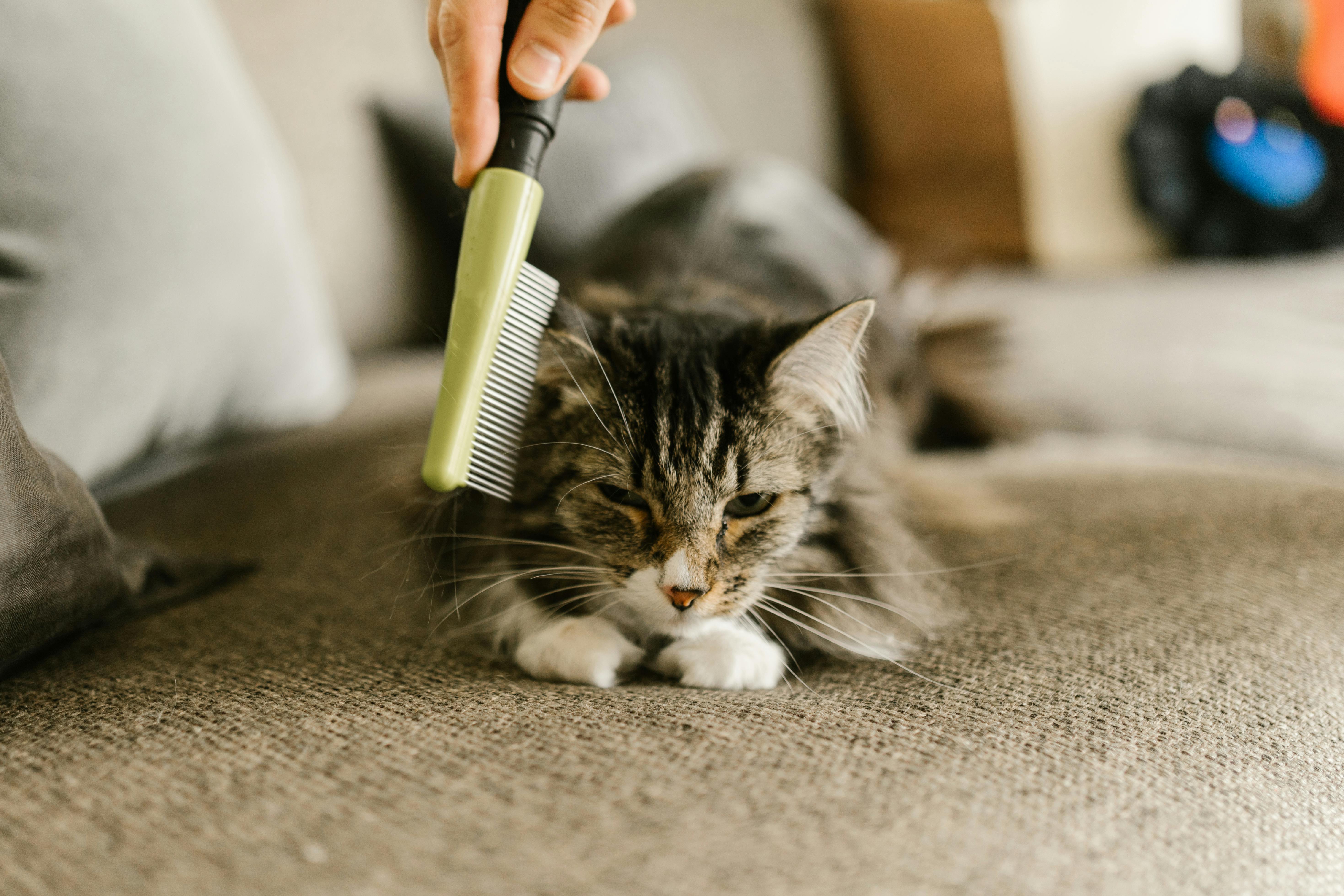 Do Air Purifiers Help With Cat Hair? How to Reduce Pet Hair in the Air ...